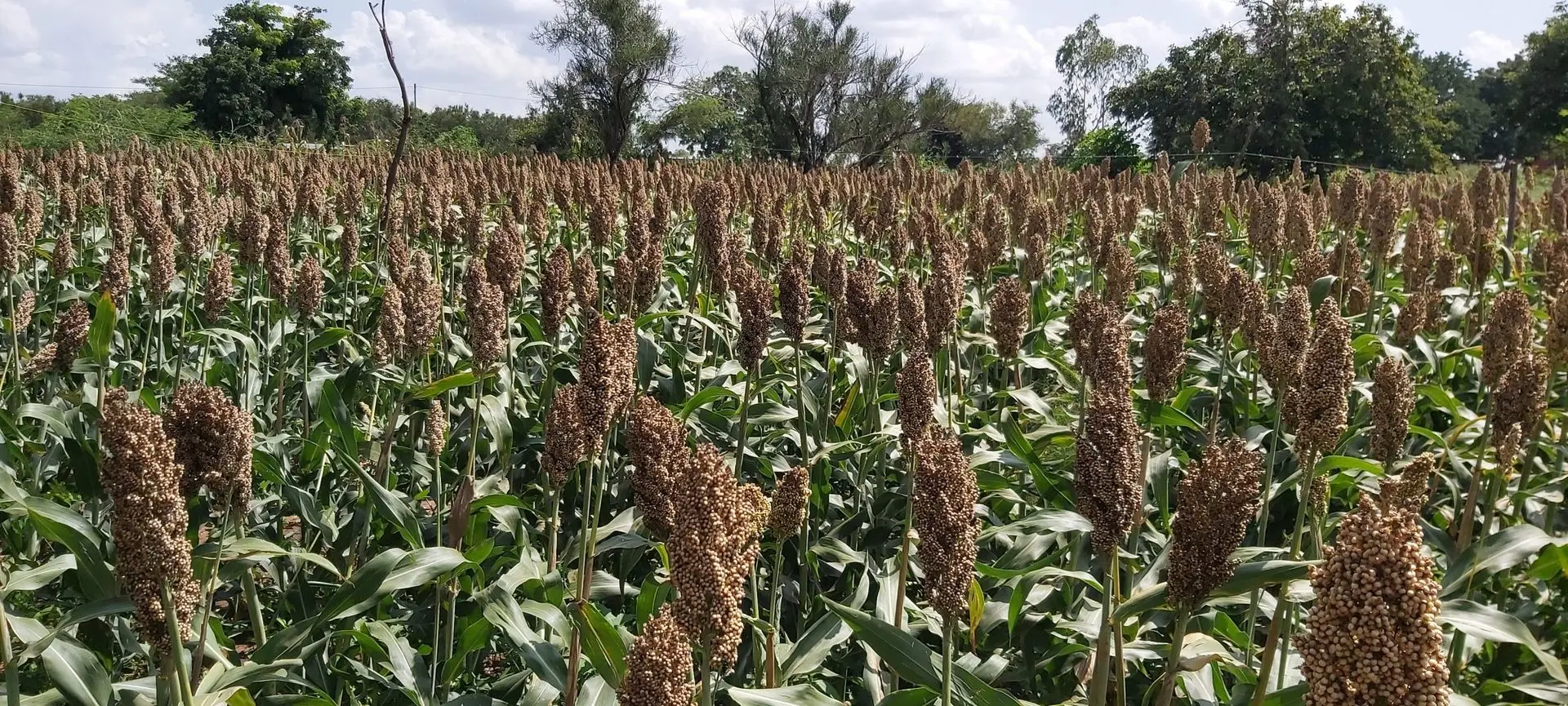Lake zone Smart Farms (LSF) Project | Kilimo Trust