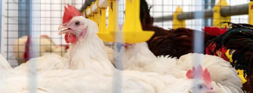 The Poultry Value Chain in Tanzania | Kilimo Trust