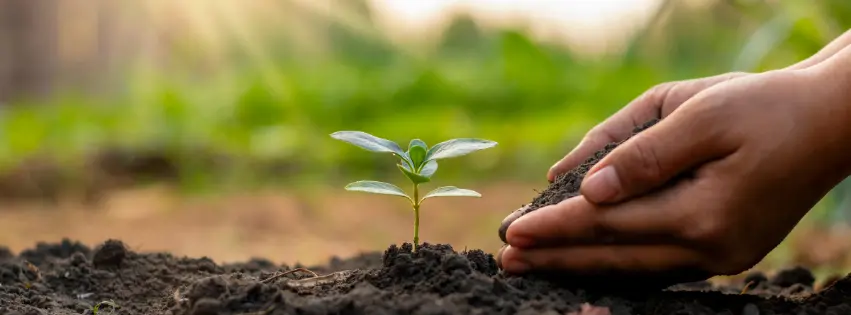 Enhancing Tree Biotechnology in Uganda: The Gatsby Club Tree ...