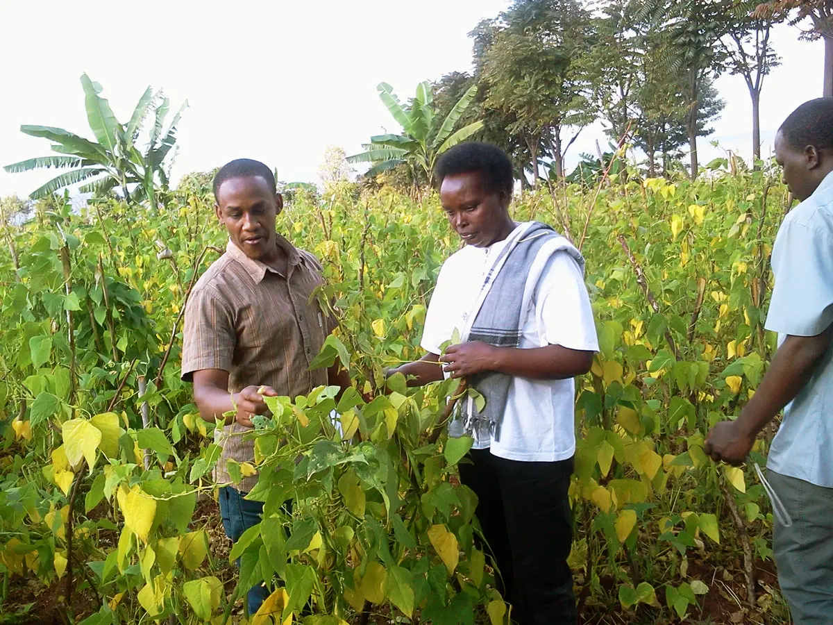 Growing environmentally friendly beans explained | Kilimo Trust