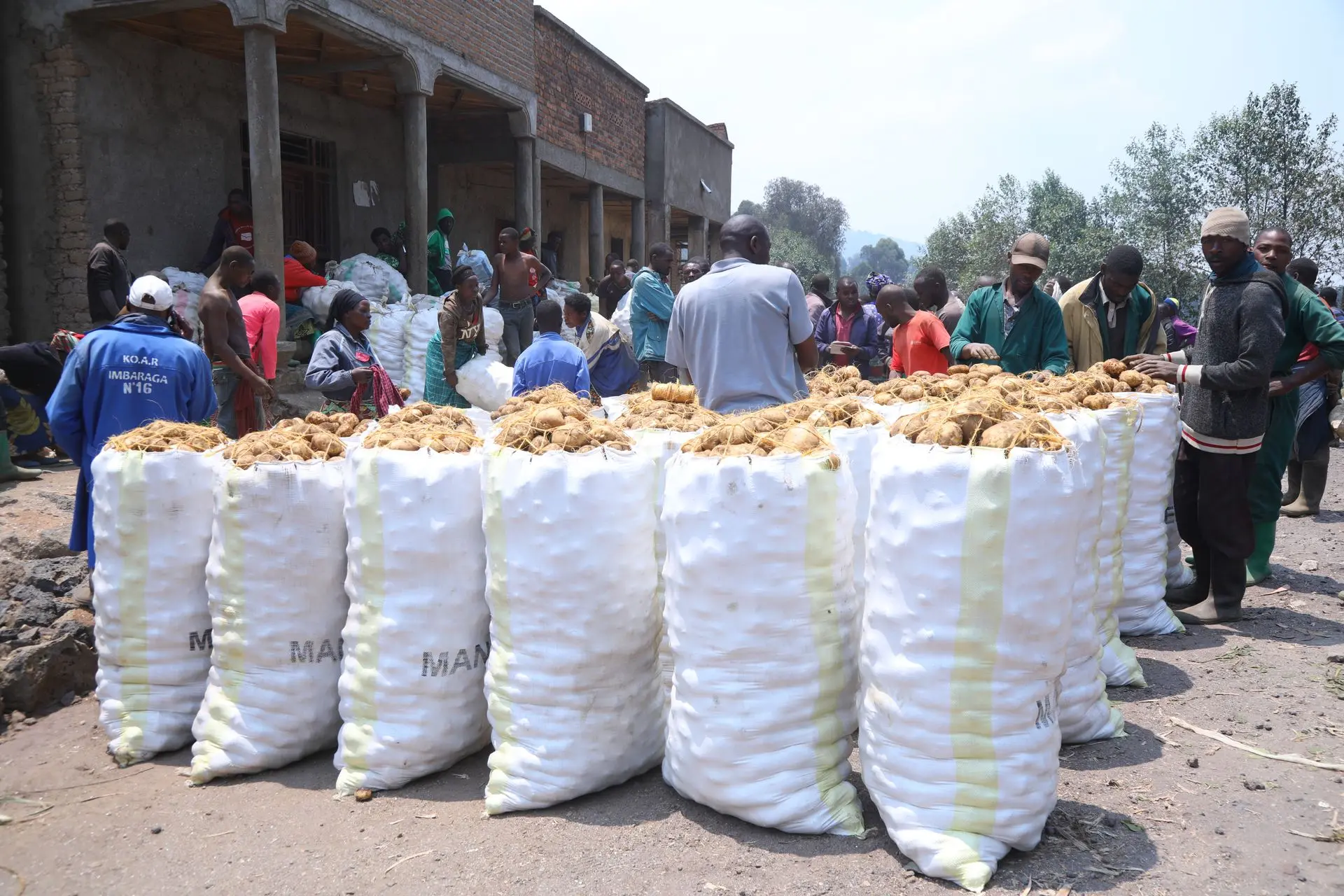 Revitalizing Rwanda's Potato Sector | Kilimo Trust