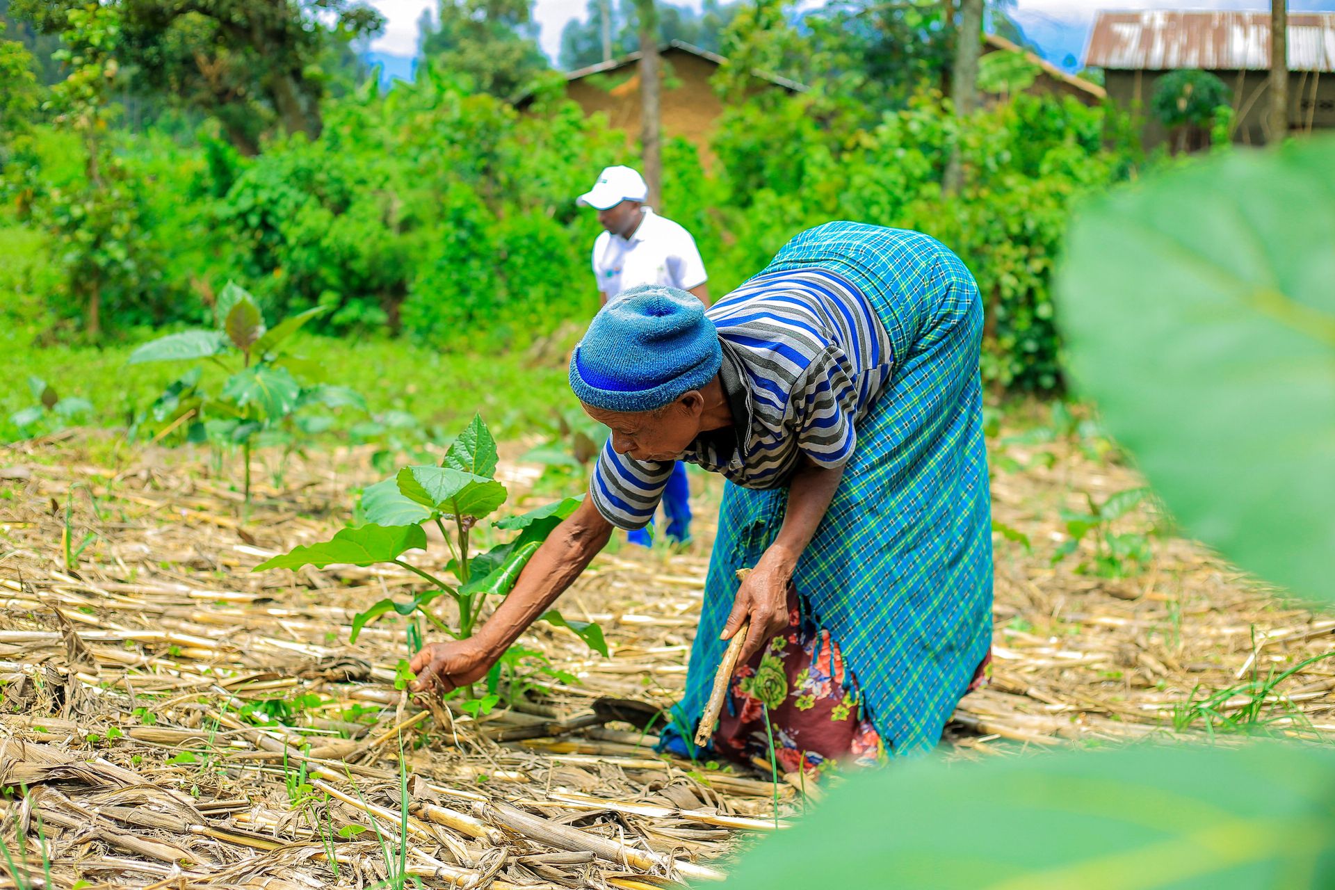 Kilimo Trust - Transforming Lives Through Agribusiness