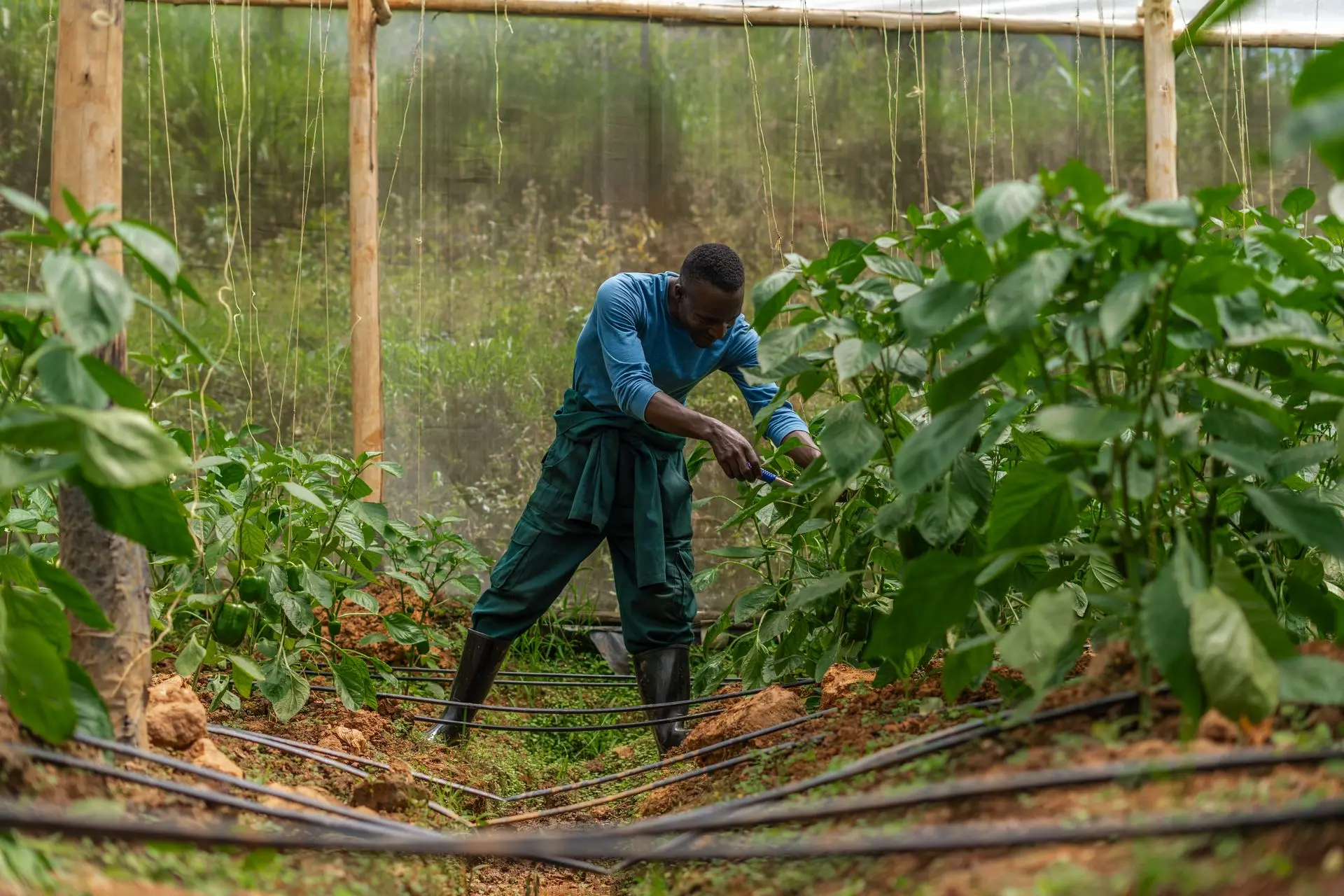 Rwanda Rural Agri-Stars: Youth Powering Rural Prosperity. | Kilimo Trust
